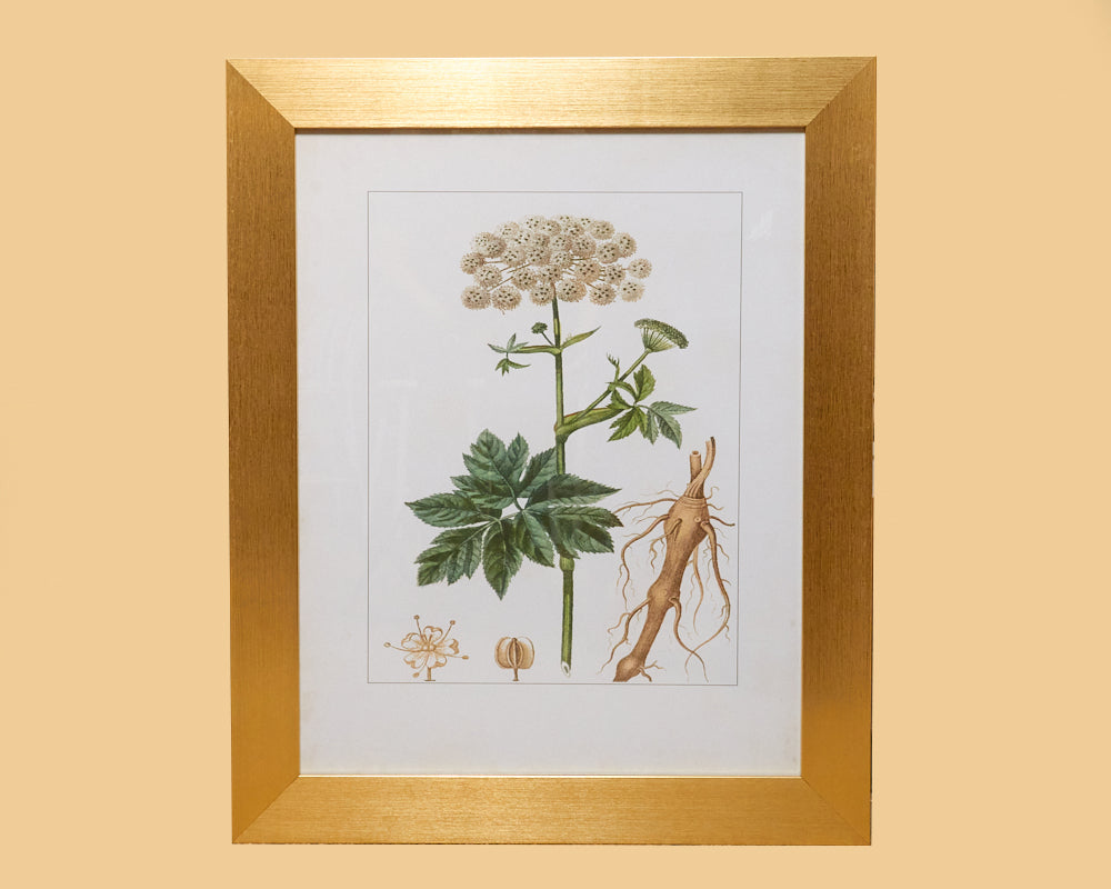 Wall Decor "Antique Turpin Botanical I" – Furniture Consignment Gallery